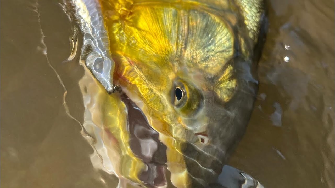 AS BARRAS DE OURO DO RIO CUIABÁ, GRANDES DOURADOS JÁ NA PRIMEIRA TARDE ...