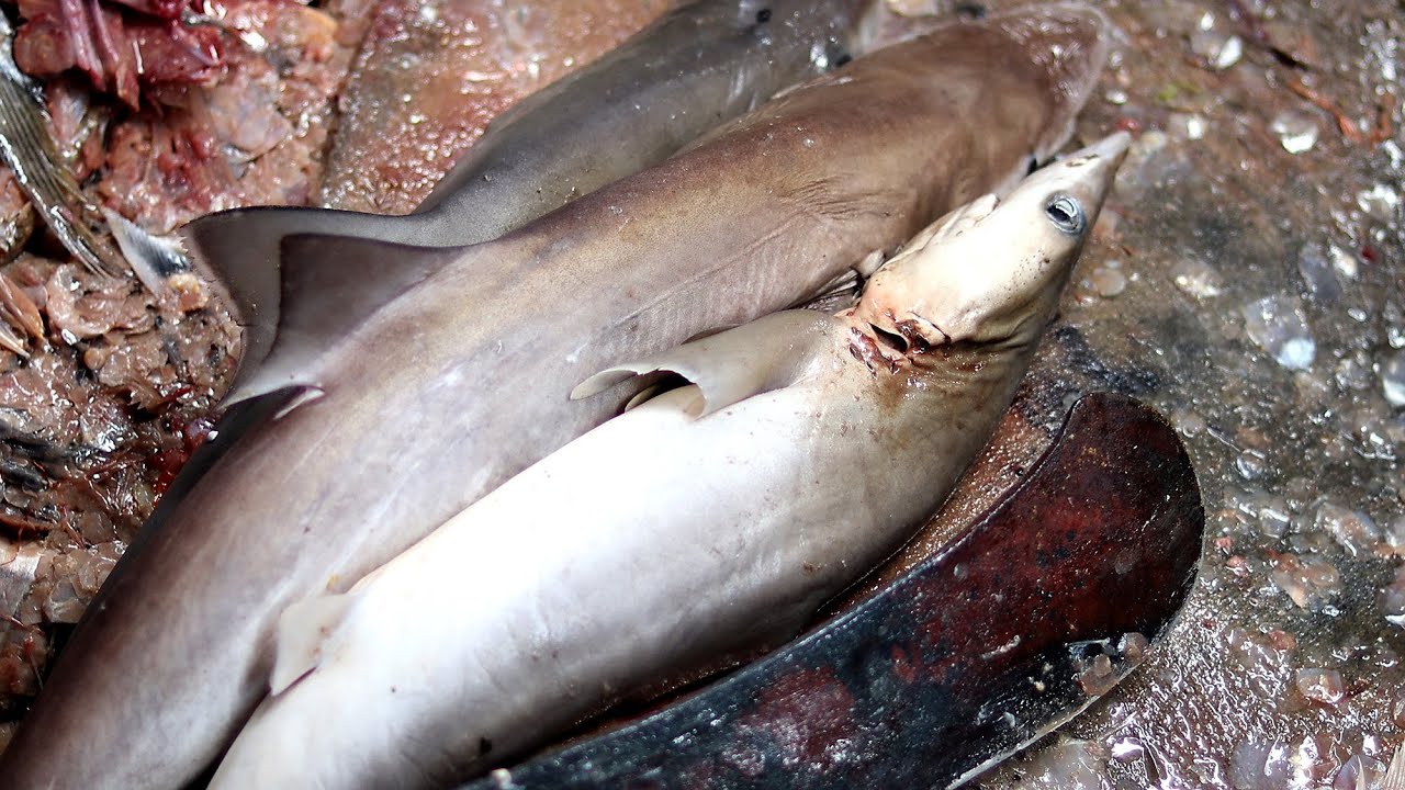 SURA FISH CUTTING VIDEO | 4K VIDEO | BIG FISH CUTTING - YouTube