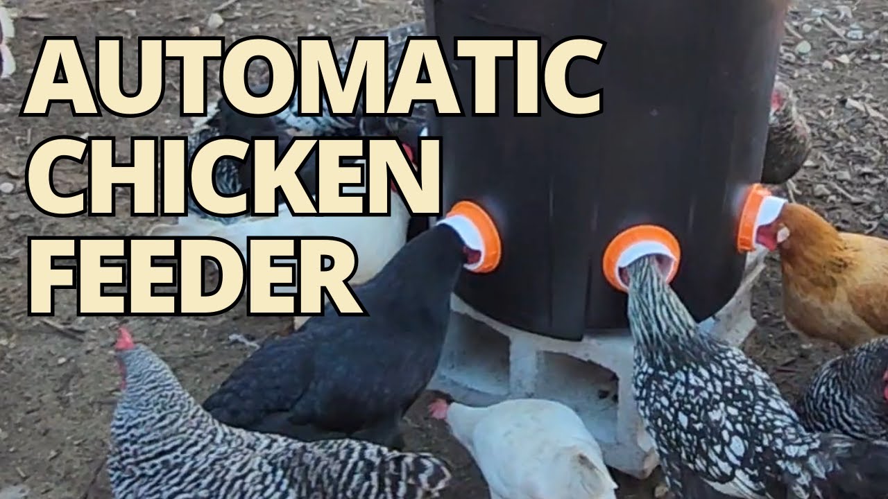 DIY: TRASH CAN CHICKEN FEEDER- Gravity Fed Feeder - YouTube