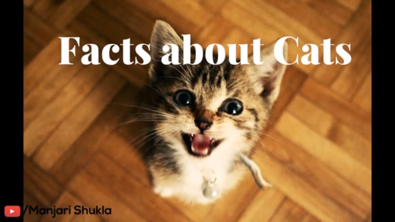 Educational Facts about Cats for kids | Top 10 Facts about Cats | Cat ...
