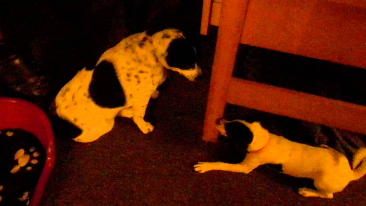 Poppy and Jess playing - YouTube