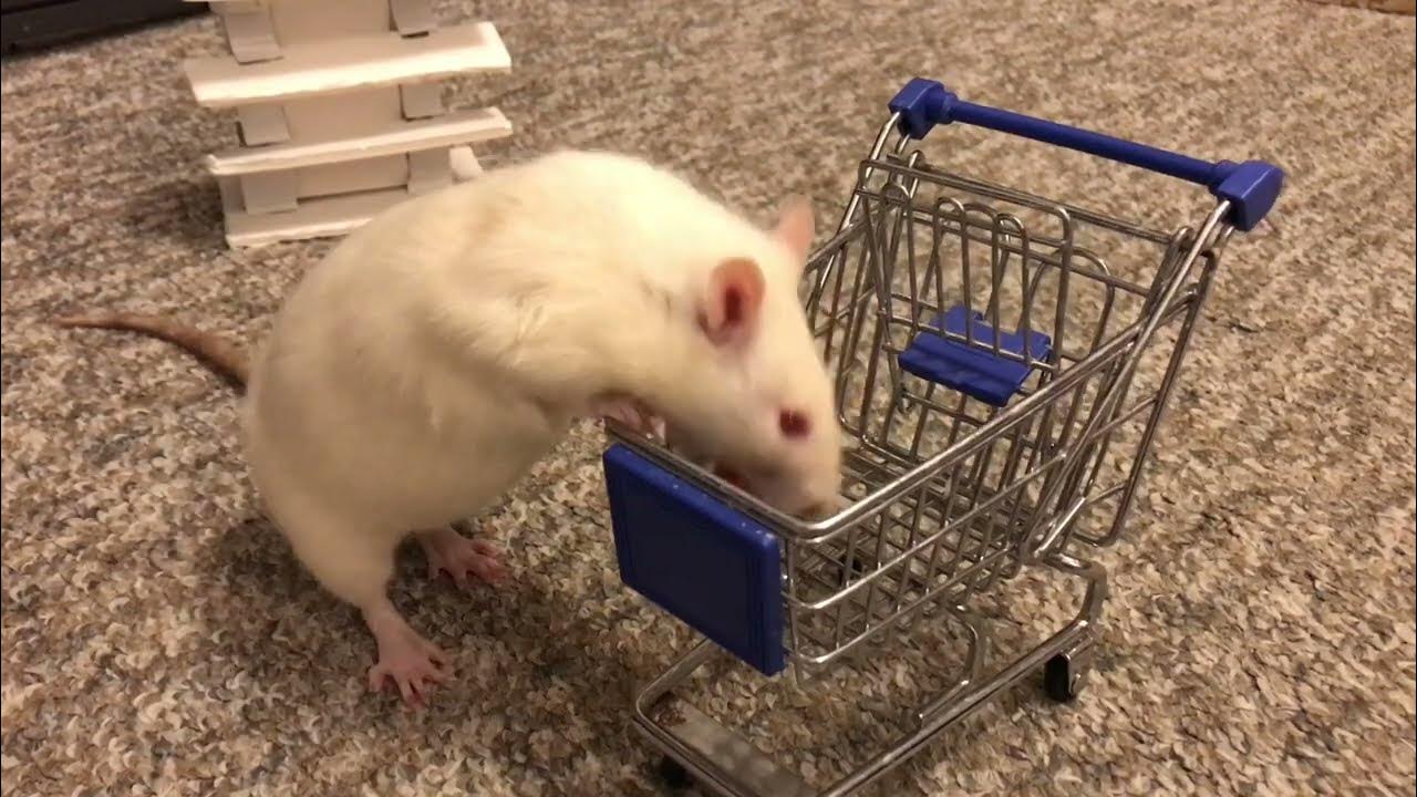 My smart pet rat Coconut doing her shopping! - YouTube