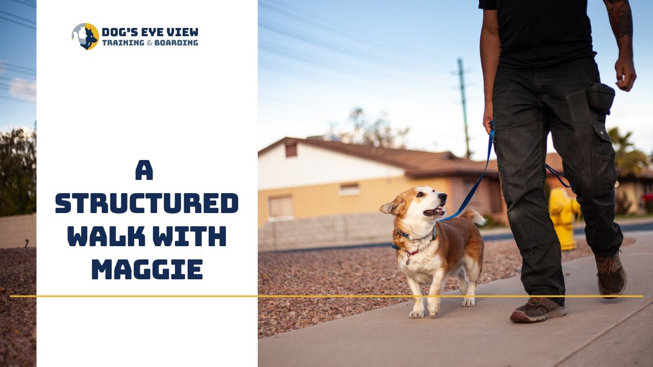 Training a shy dog - A structured walk with Maggie - Dog's Eye View ...