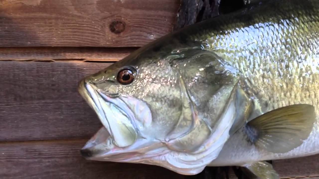 15 lb largemouth bass replica by Anglers choice replicas - YouTube