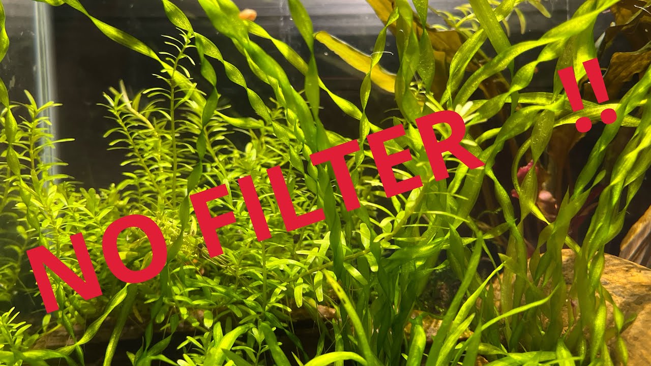 Filterless Ecosystems|Nano Aquariums| Maintenance & Overview of The ...