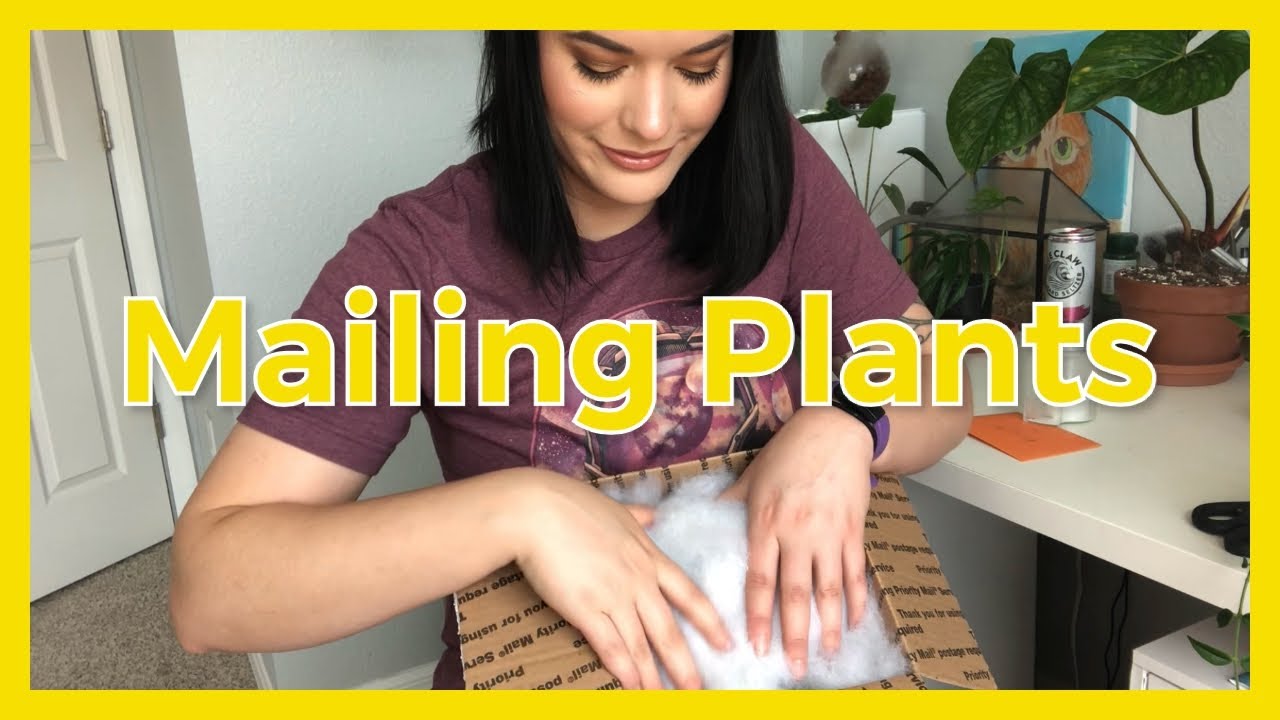 HOW TO PACKAGE HOUSEPLANTS | Mailing Plants - YouTube