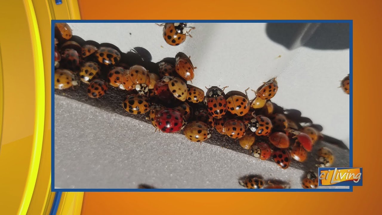 Swarm Of Ladybugs Outside My House