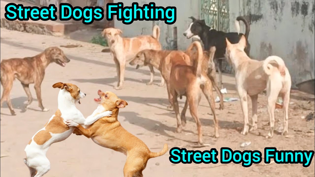 Dogs fight | Street dogs funny video | Street Animals - YouTube