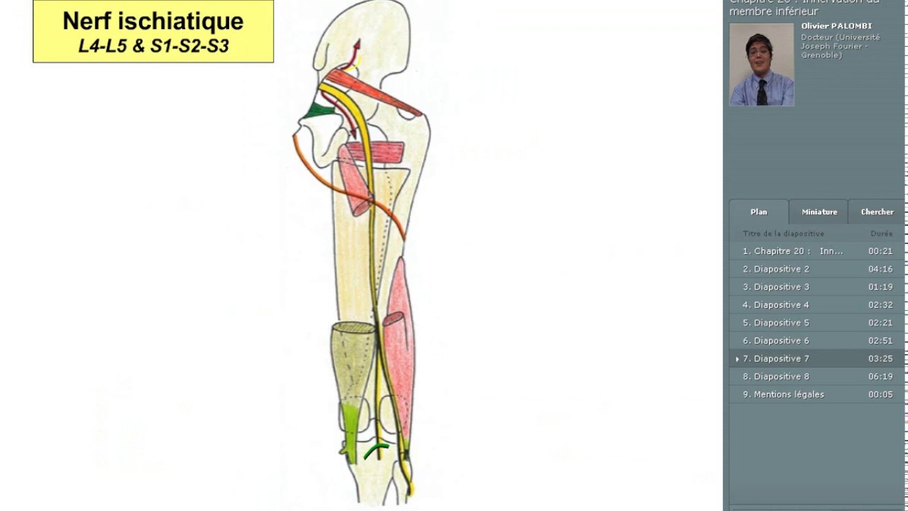 8 innervation du membre inférieur - YouTube