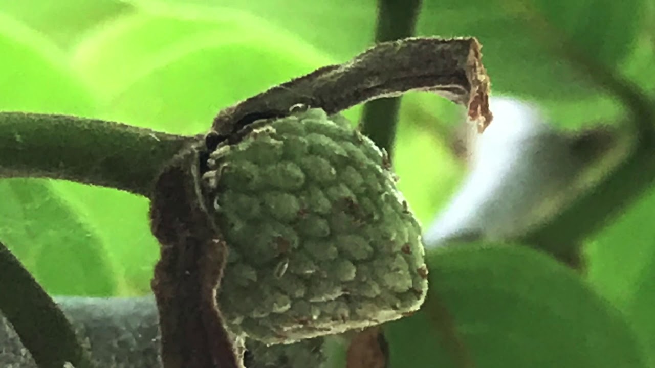How to pollinate Cherimoya(Custard apple) flowers - YouTube