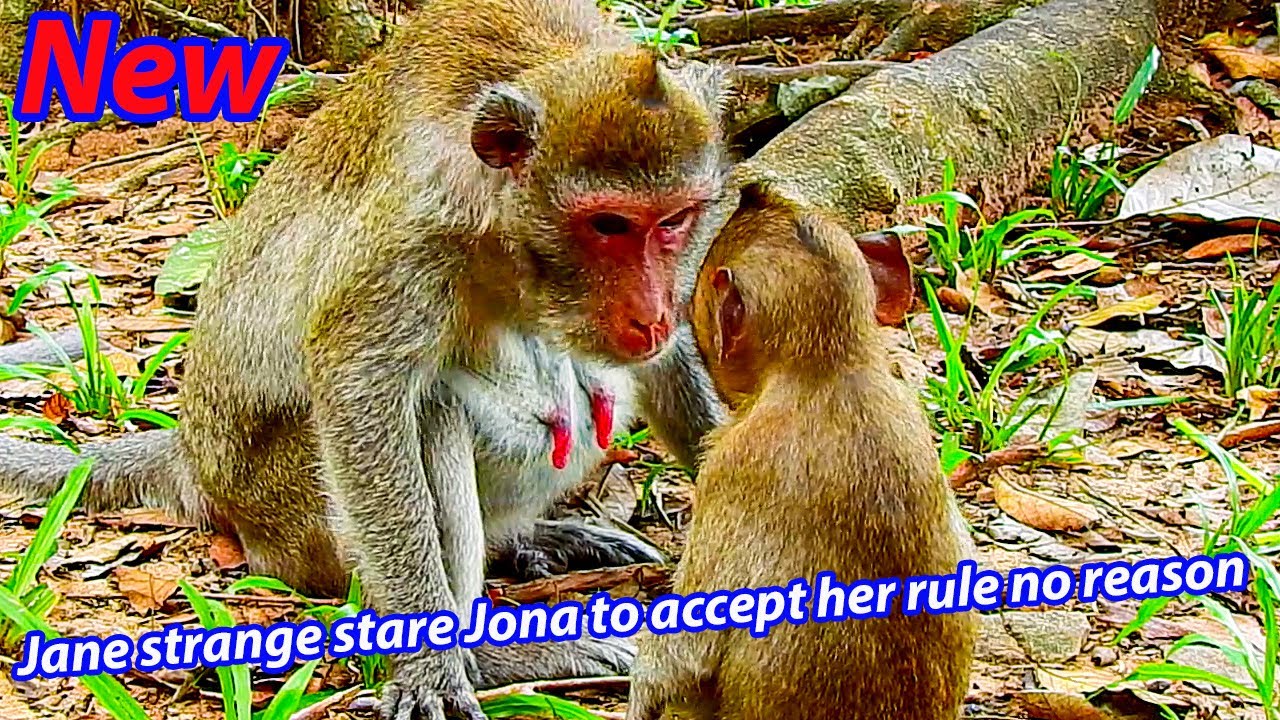JANE MONKEY FAMILY UPDATE #DSCN0091 - YouTube