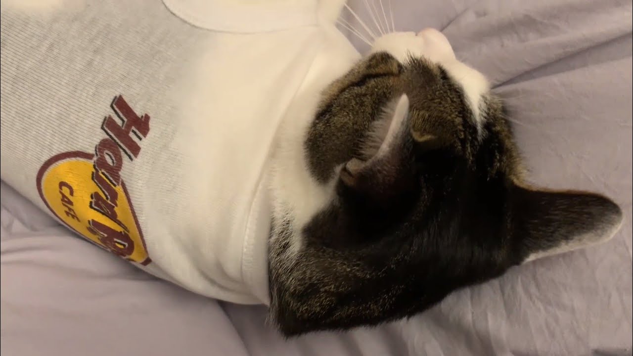 Hard Rock Cat - YouTube
