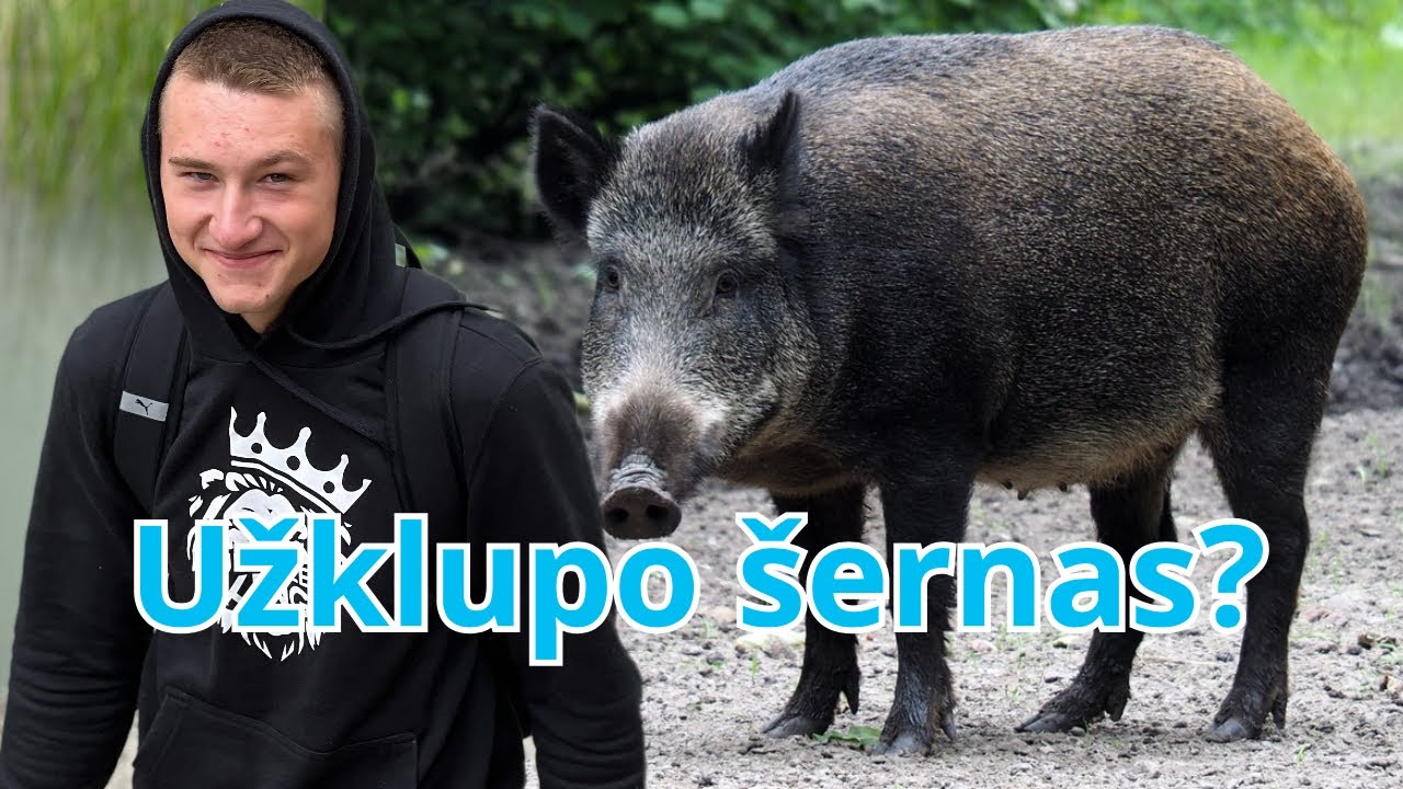 Justas Prišiko į Kelnes Dd 8d Kaip Išgyvenam Italijos Miške Youtube
