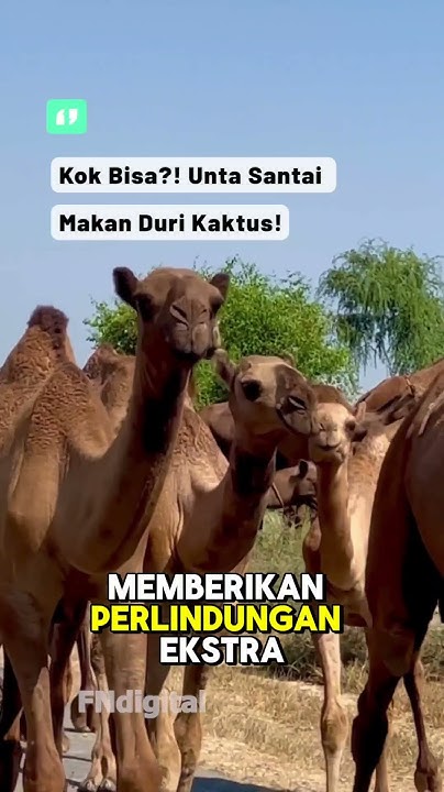 Kok Bisa? Unta Makan Kaktus Berduri! - YouTube