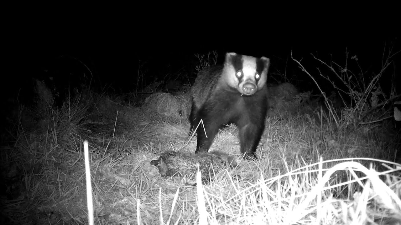 European badger finds a roadkill hedgehog - YouTube