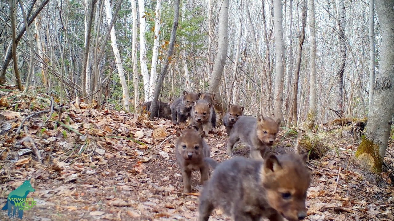 Large litter of wolf pups at den in northern Minnesota - YouTube