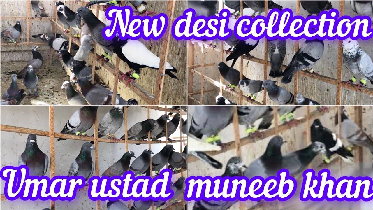 Umar Ustad | Muneeb Khan || new desi kabutar | Gola kabutar new fighter | most beautiful ...