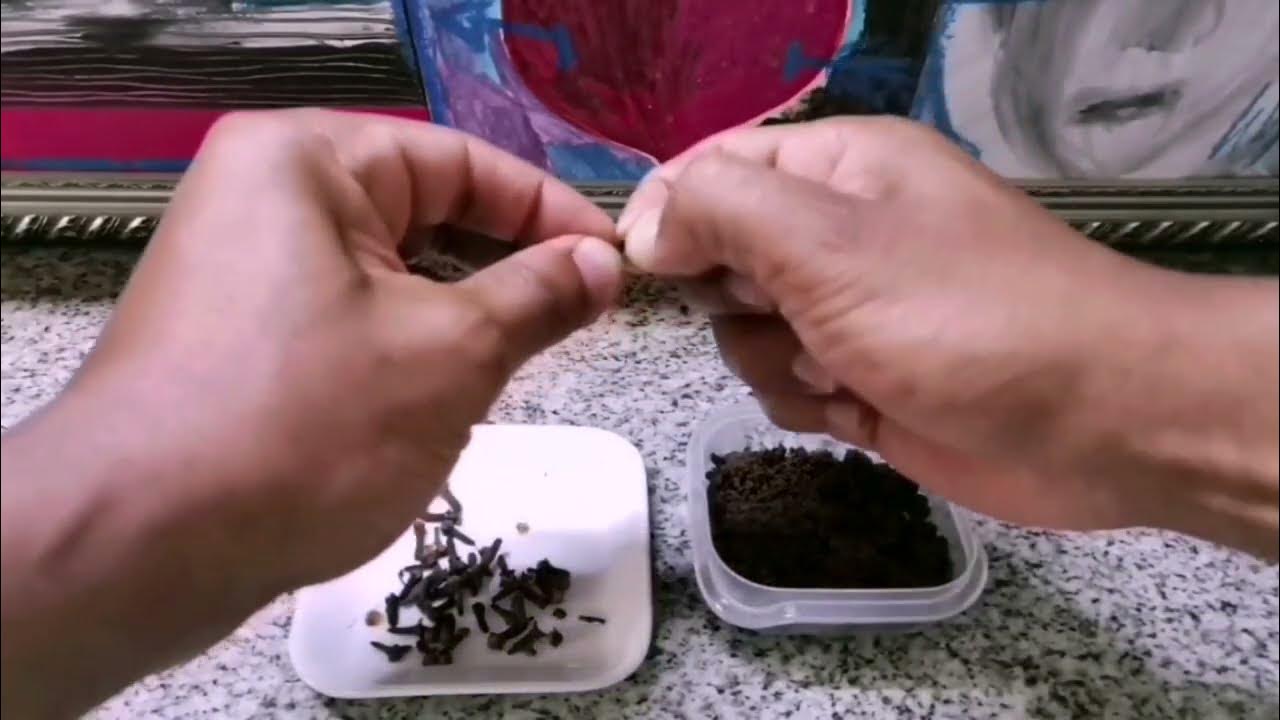 الطريقة الصحيحة لزراعة القرنفل في المنزل Youtube