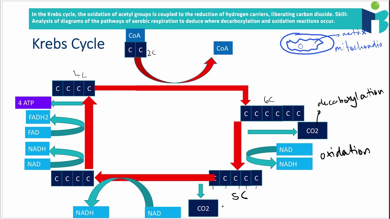 Krebs Cycle (8.2.4 IB Biology HL) - YouTube