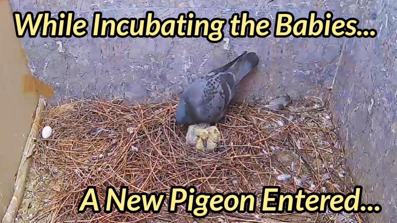 Pigeon Incubating the Babies | A New Pigeon Entered | Season-03 - YouTube