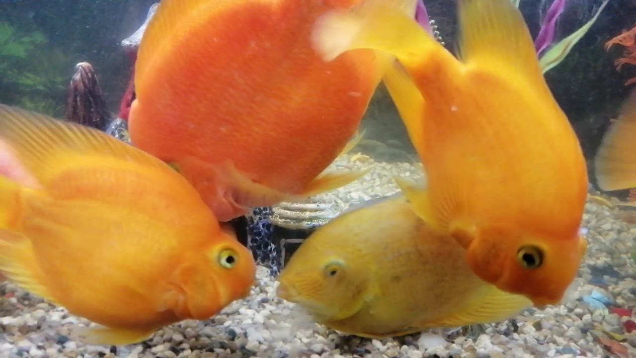 Red Parrot and yellow parrot Fish | How to care parrot fish - YouTube