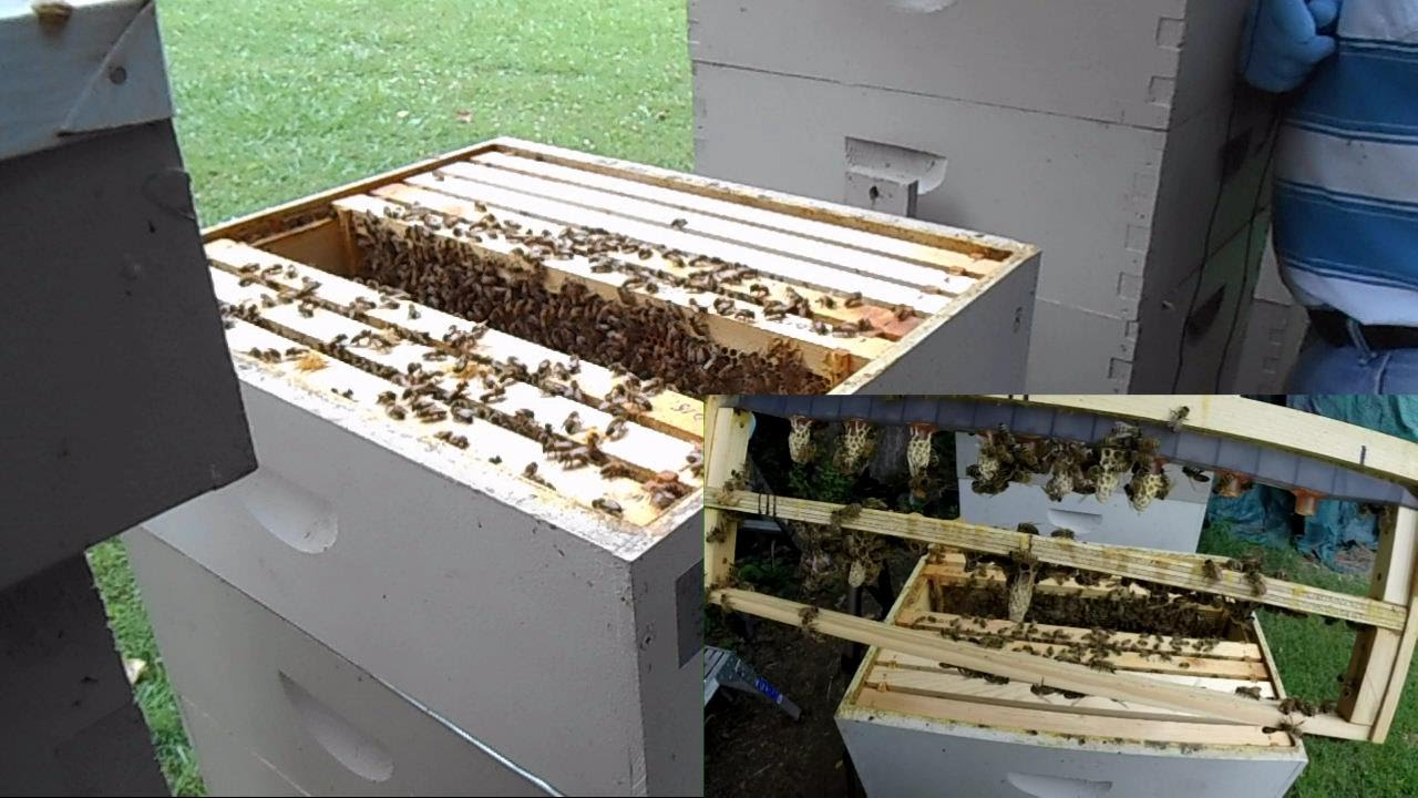 Queen Rearing 4th Attempt - July - YouTube