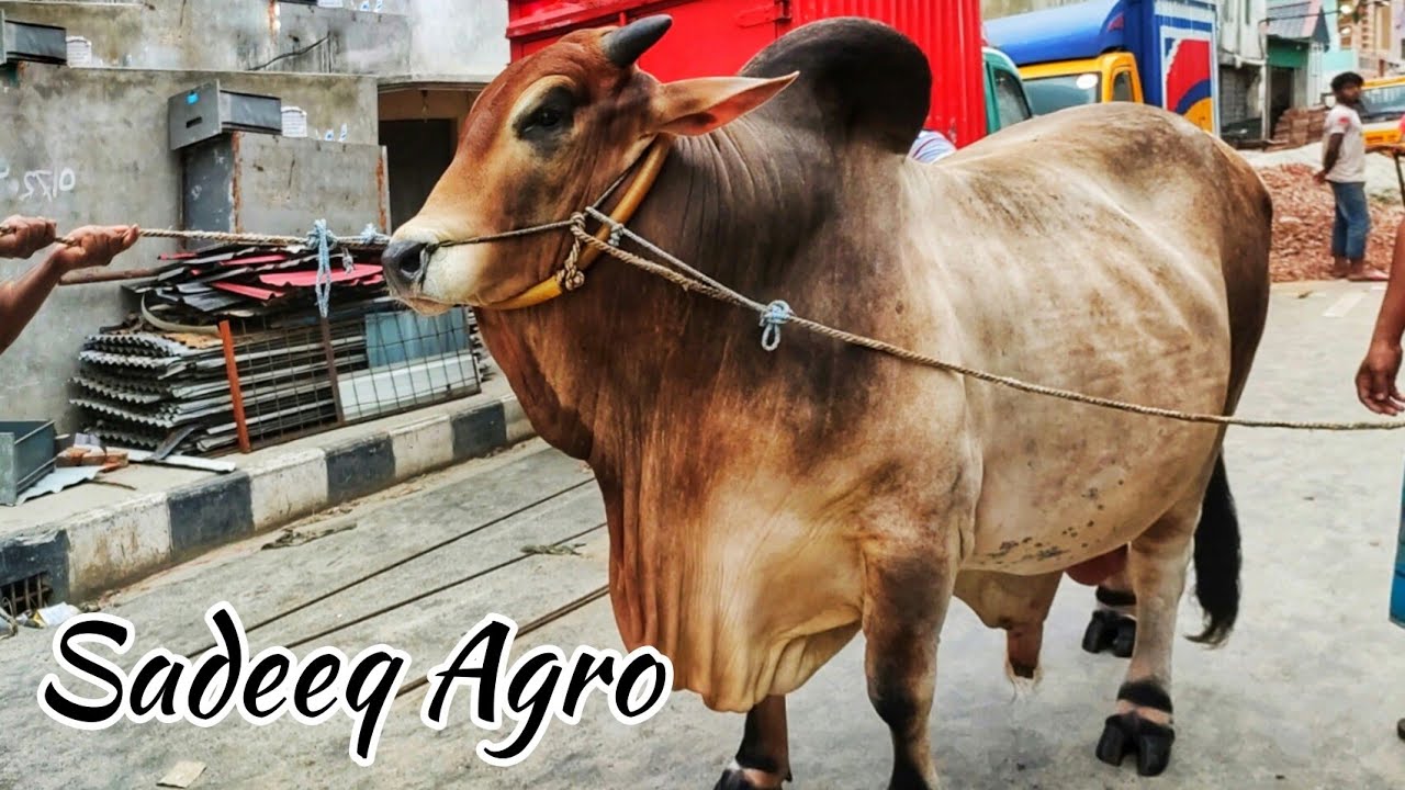 TB Qurbani Eid _ Heavyweight Deshal Shar Goru _ দেখার মত সুন্দর ষাঁড় ...