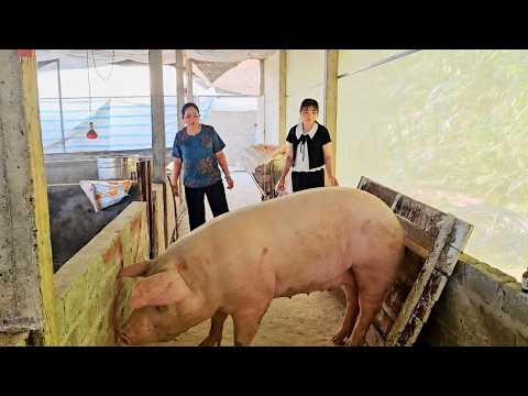 Yen Chi sold all the pigs she had raised