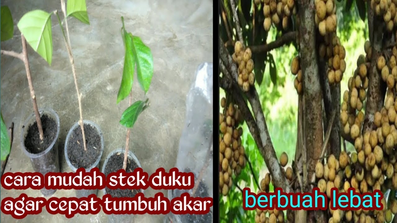 Rahasia sukses!!! Cara mudah stek pohon duku agar cepat tumbuh akar ...