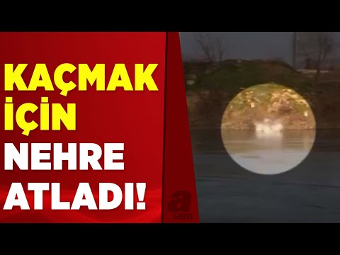 Sakarya'da akılalmaz olay! Peşindekilerden kurtulmak için nehre atladı! | A Haber
