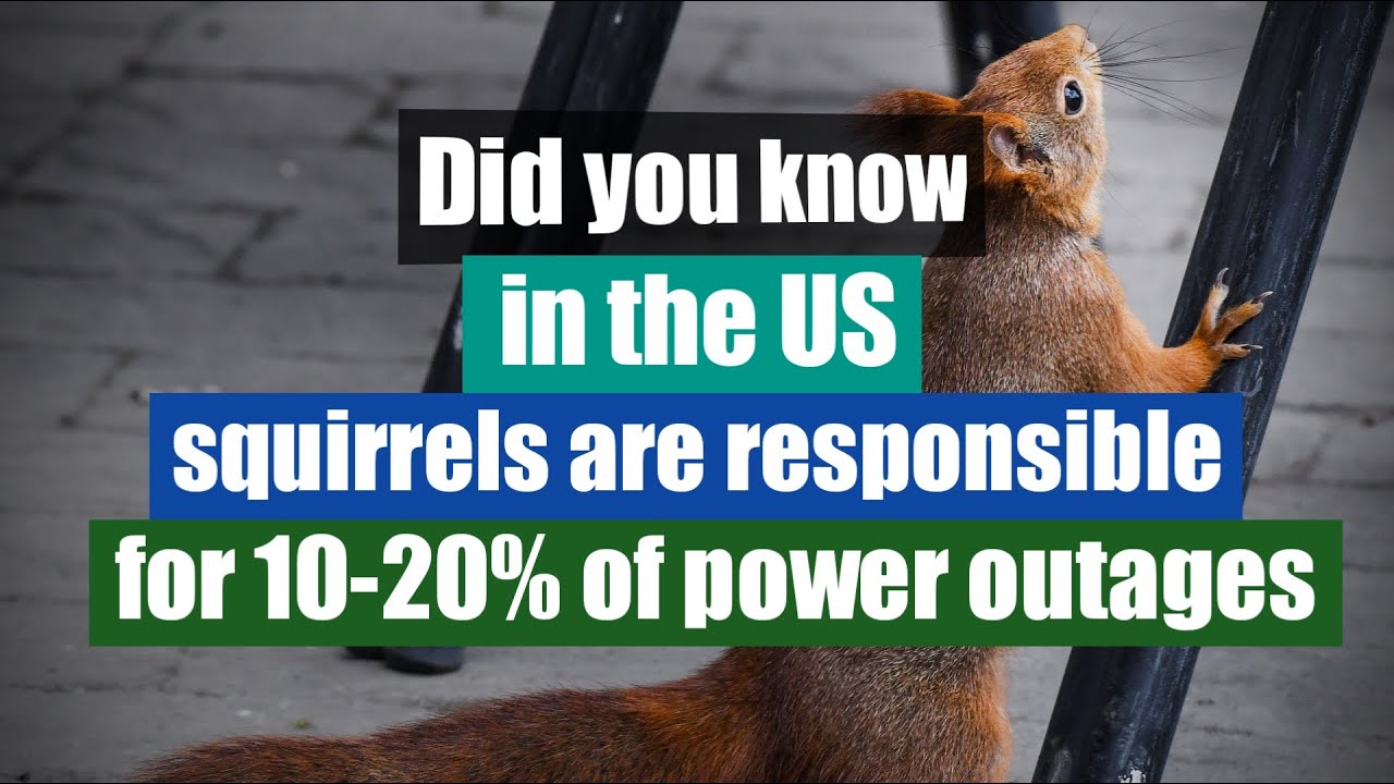Did you know In the US, squirrels are responsible for 10-20% of power ...