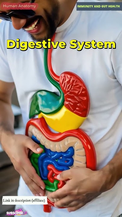 Human Digestive System Animation | Human Anatomy | Immunity and Gut ...
