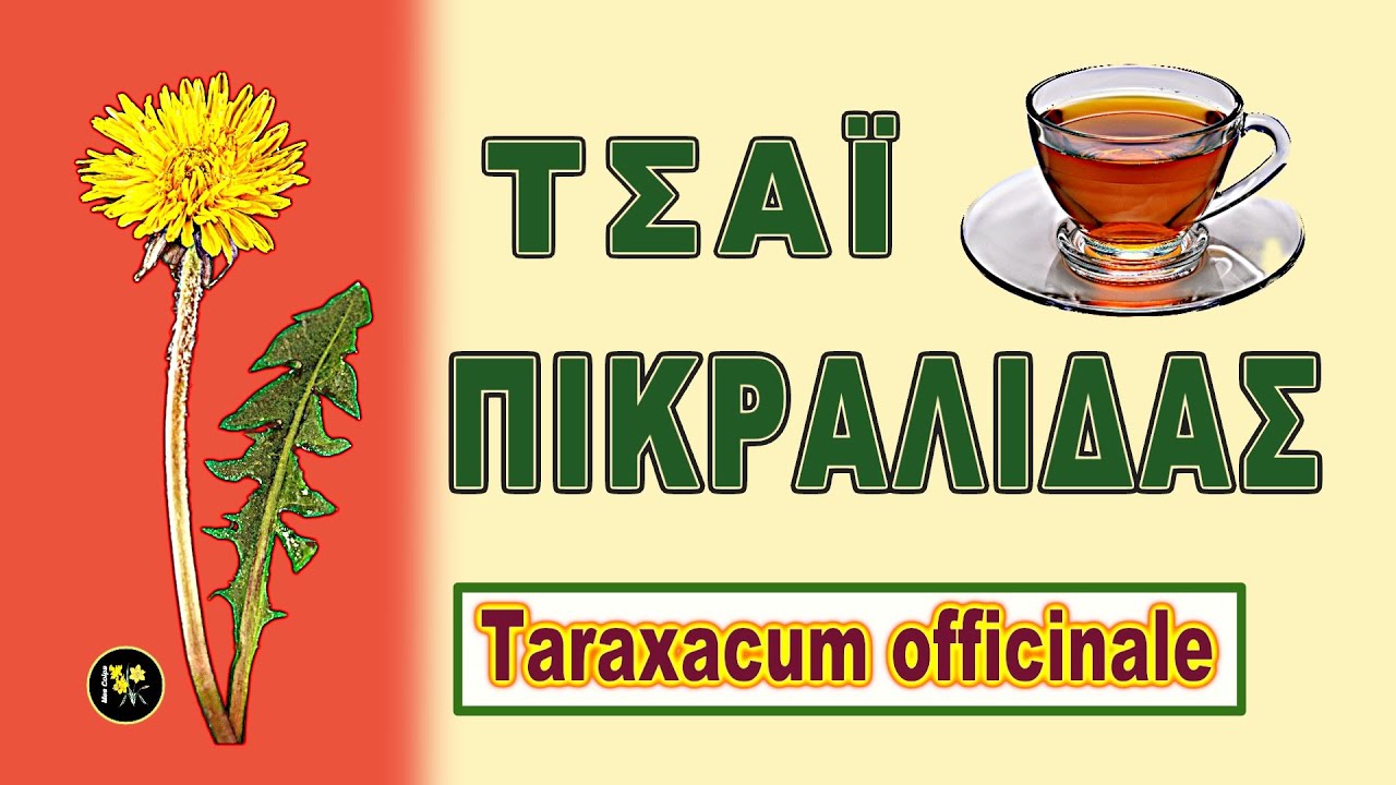 ΤΣΑΪ ΠΙΚΡΑΛΙΔΑΣ (Ταραξάκο) - ΟΦΕΛΗ ΓΙΑ ΤΗΝ ΥΓΕΙΑ - YouTube