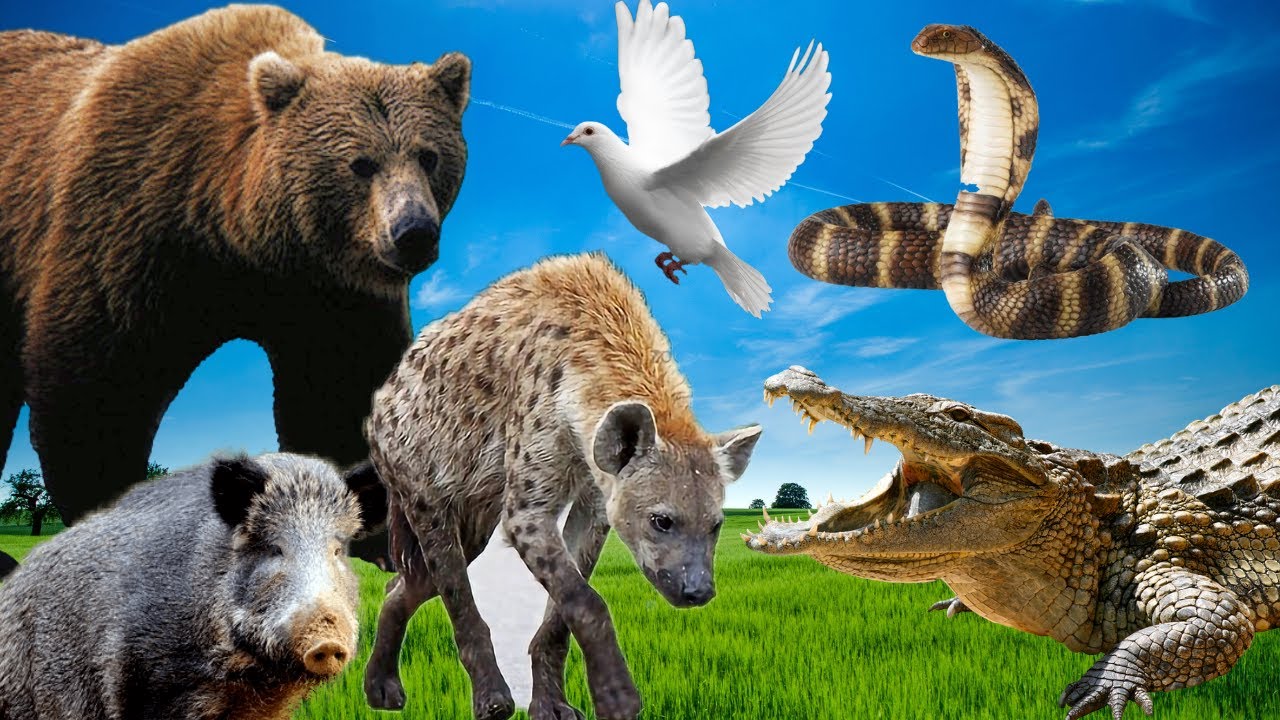 🐾🐊 Farm and wild animal sounds: Bear, Pigeons, Hyena, Giraffe🦒, Cats🐈 ...