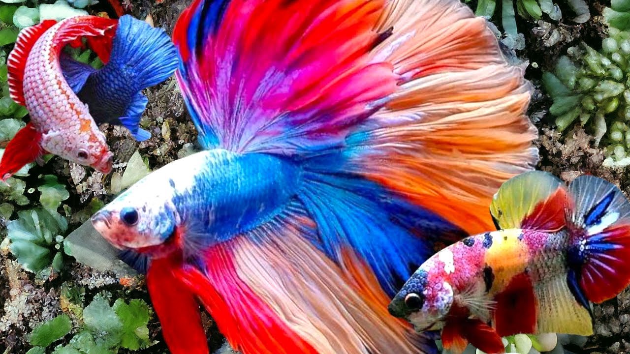 Best Of Catch Colorful Surprise Eggs MOST AMAZING Catches Strange Fish best-of-catch-colorful-surprise-eggs-most-amazing-catches-strange-fish