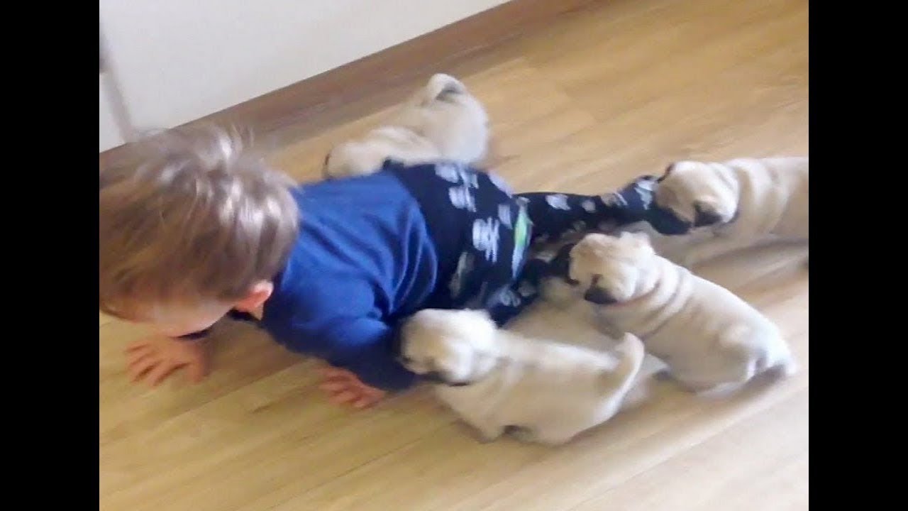 Funny And Cute Kittens And Puppies Chasing Kids To Play! - YouTube