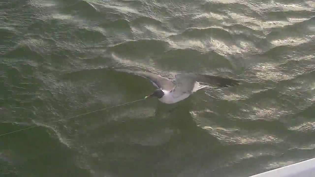 Catching a Seagull - YouTube
