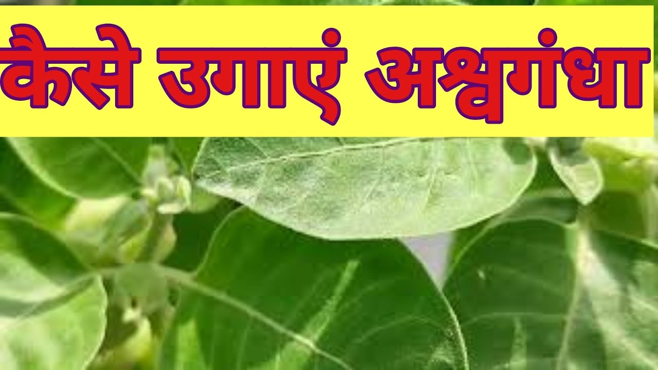 How We Grow Medicinal Plant Ashwagandha।। अश्वगंधा का पौधा कैसे उगाएं ...