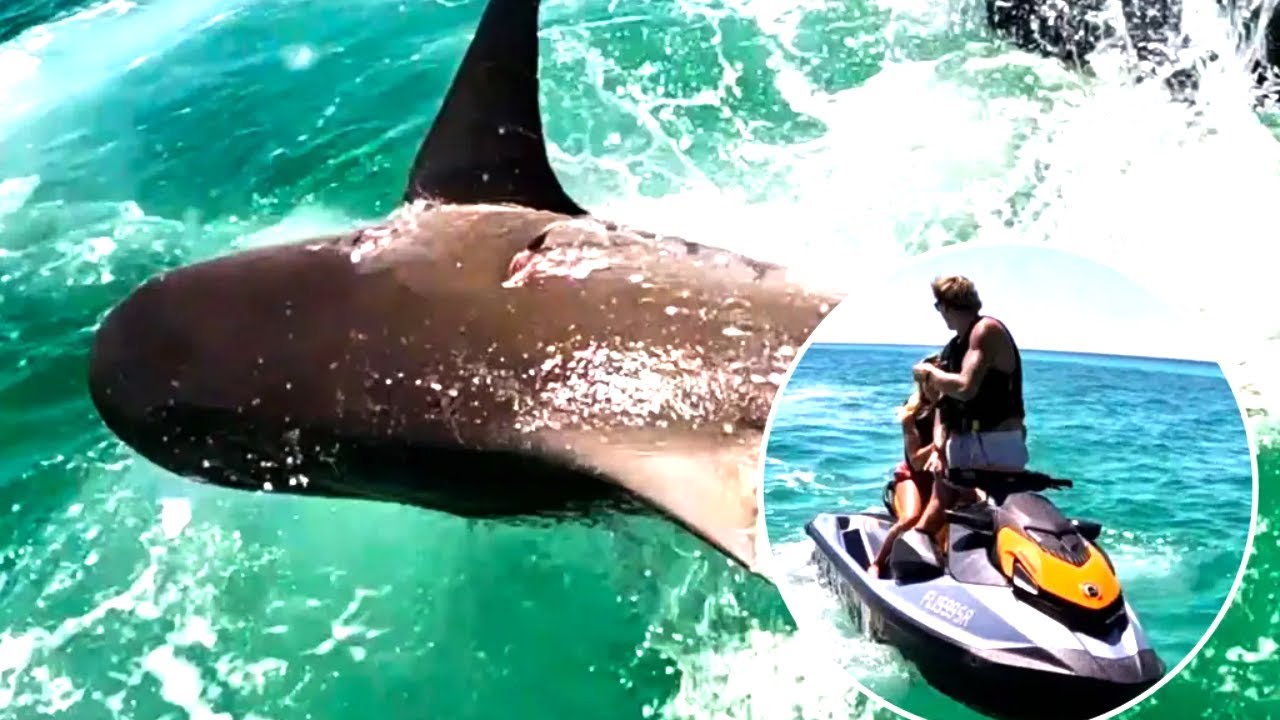 Angry Shark Chases jet skiers in Florida - YouTube