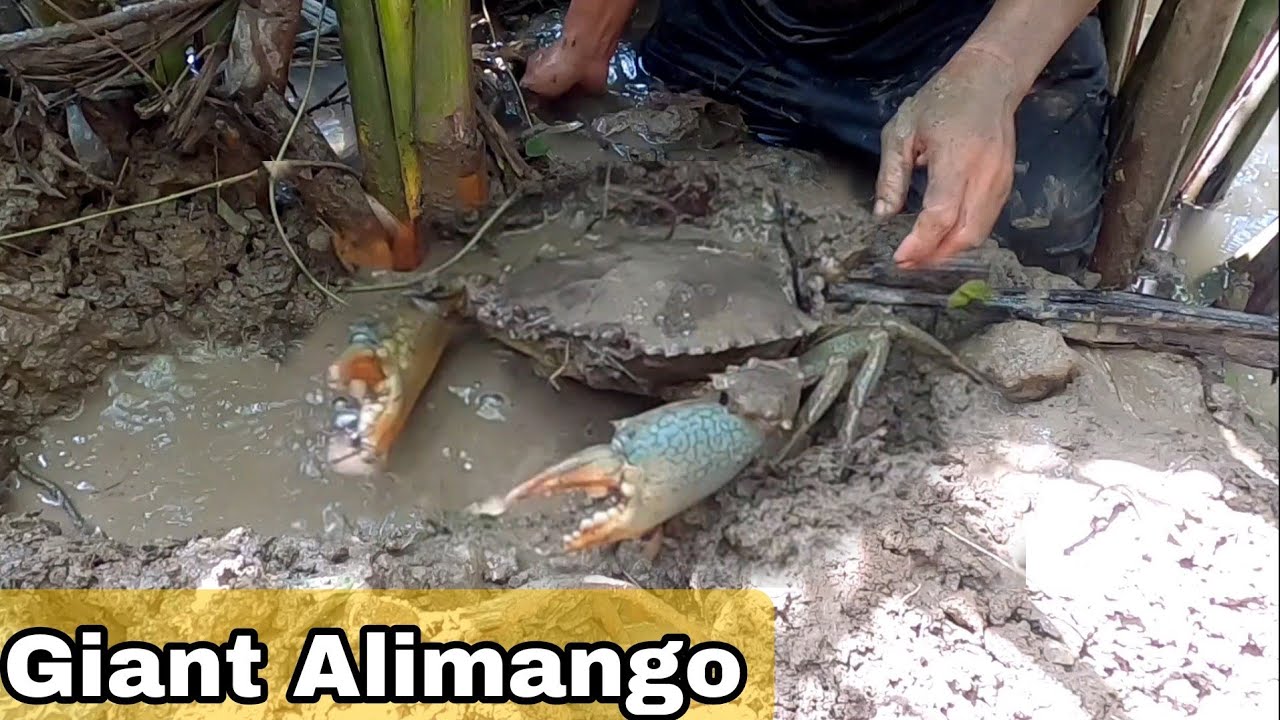KING CRAB CATCHING | NAKAHULI KAMI NG MALAKING ALIMANGO PAGTAPOS NG ...