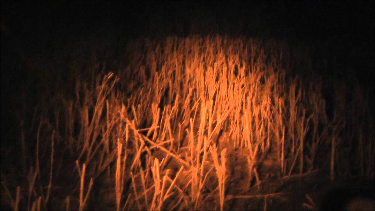 Lamping Rabbits - YouTube