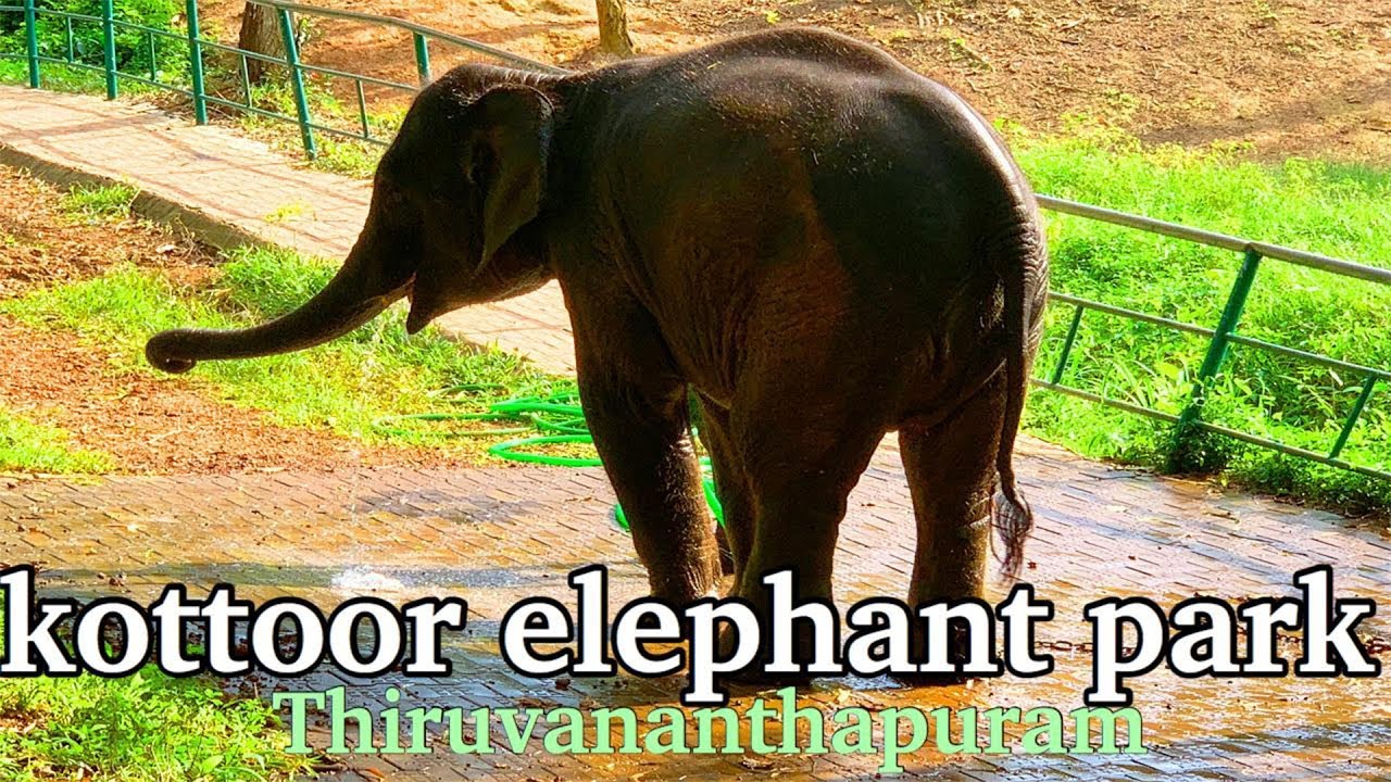 kottoor elephant park| Kottoor|Kappukadu/Trivandrum|Kerala elephant ...