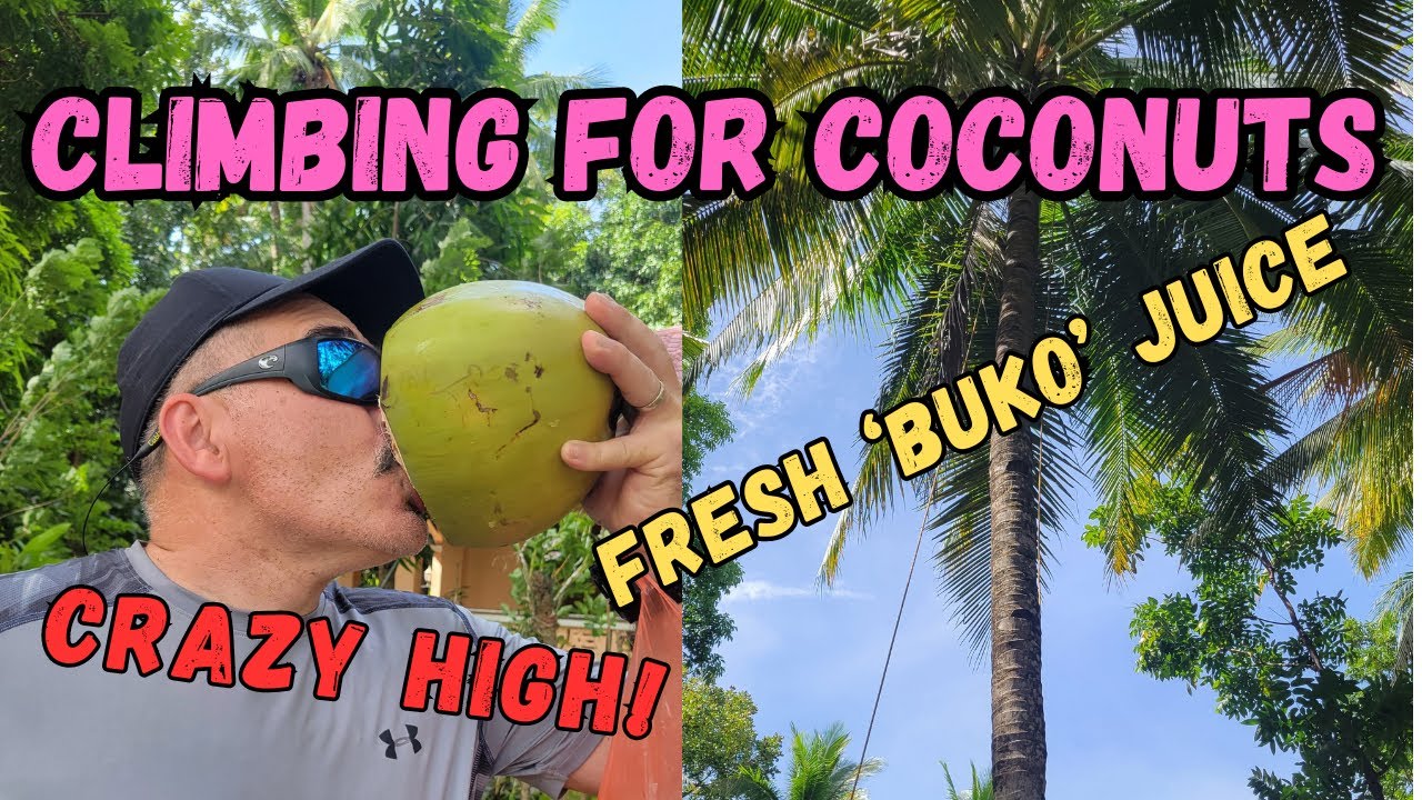Climbing a coconut tree to drink fresh BUKO juice in Iloilo ...