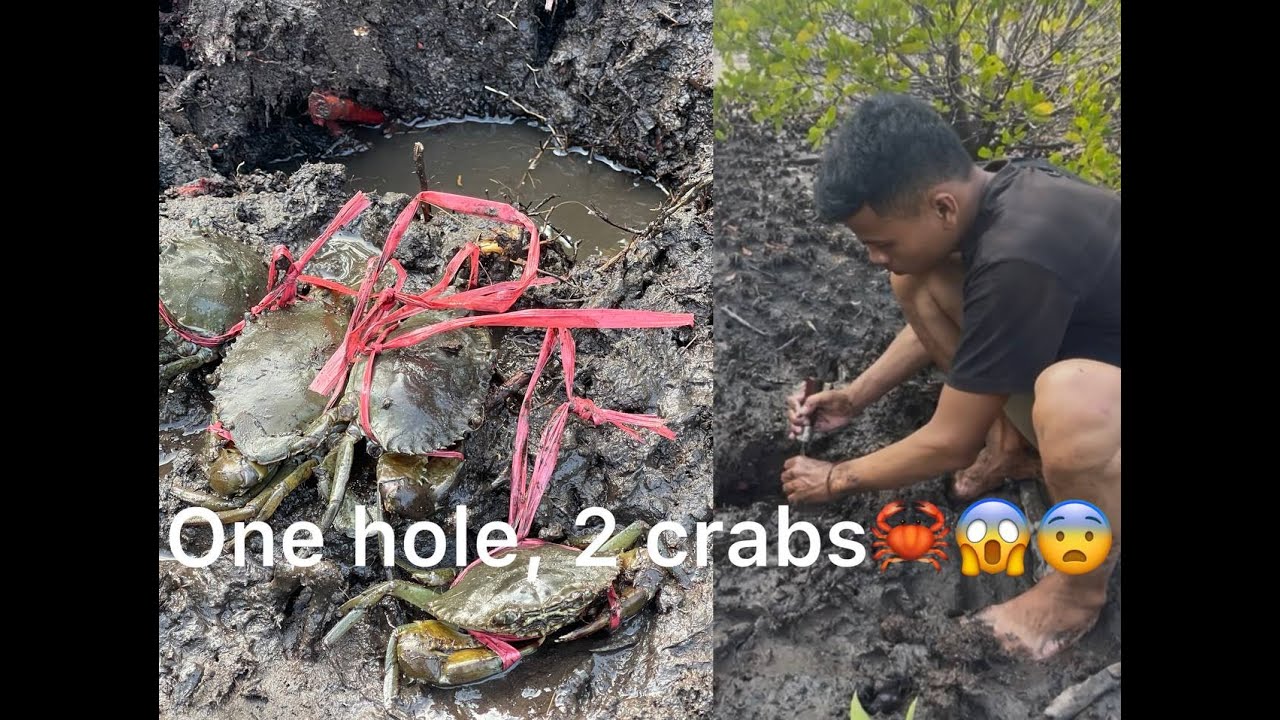 Find a crab through a hole, find two crabs in one hole. - YouTube