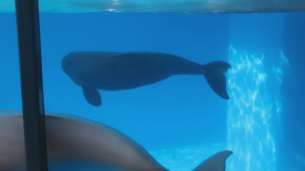 Beluga & Dolphin Calf Open Viewing | SeaWorld San Antonio (11/9/24 ...