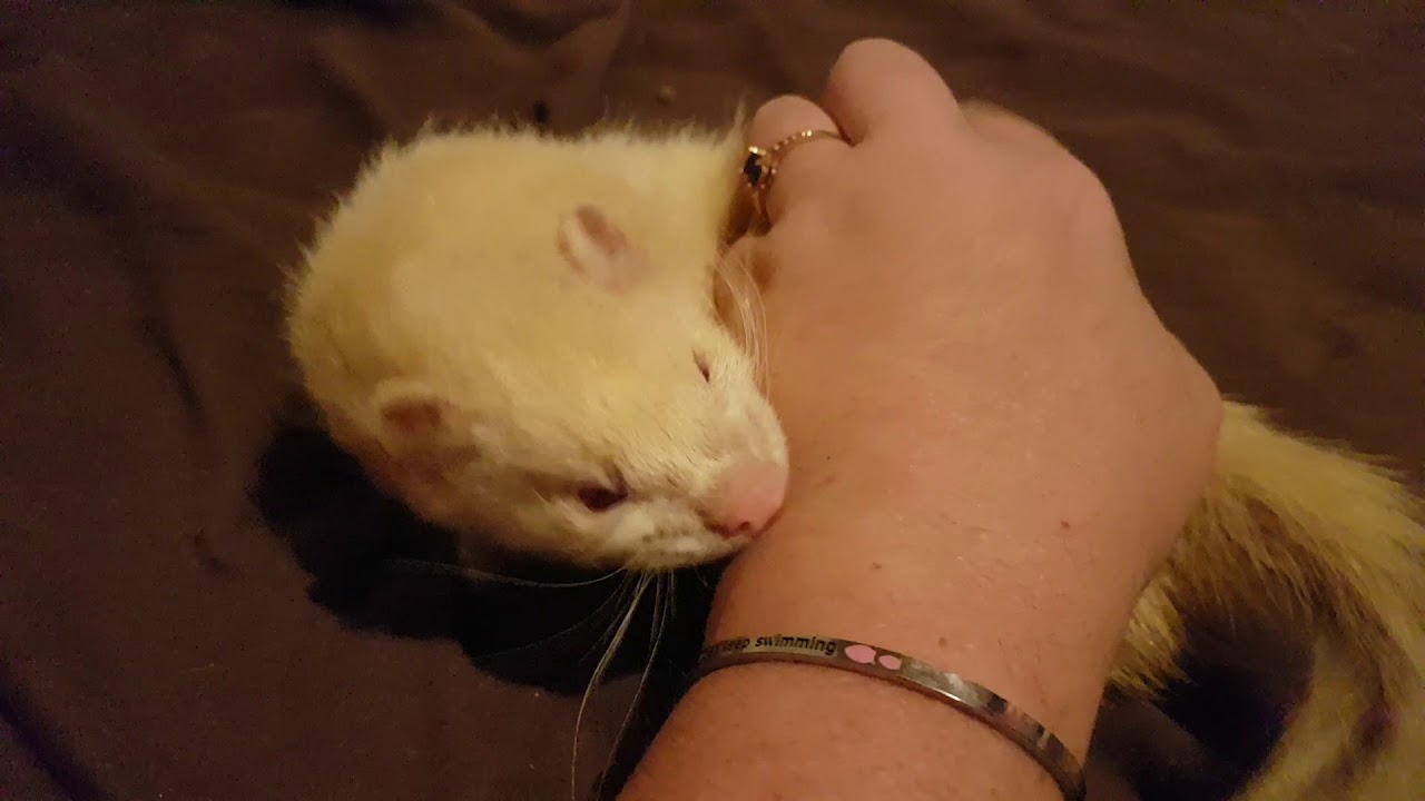Xavier - Disabled Ferret Fleaing My Arm - YouTube