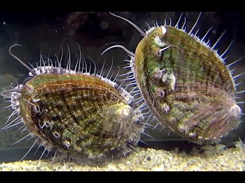 エゾアワビ Ezo abalone Haliotis（Nordotis) discus hannai - YouTube