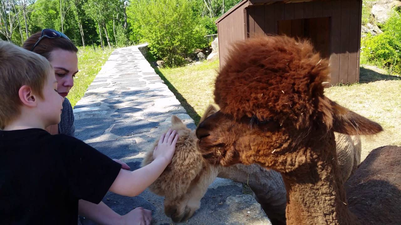 Killer alpaca bites 4 year old - YouTube