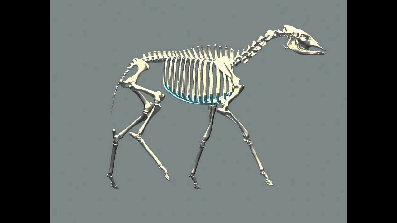 Okapi ambling Walk cycle - YouTube