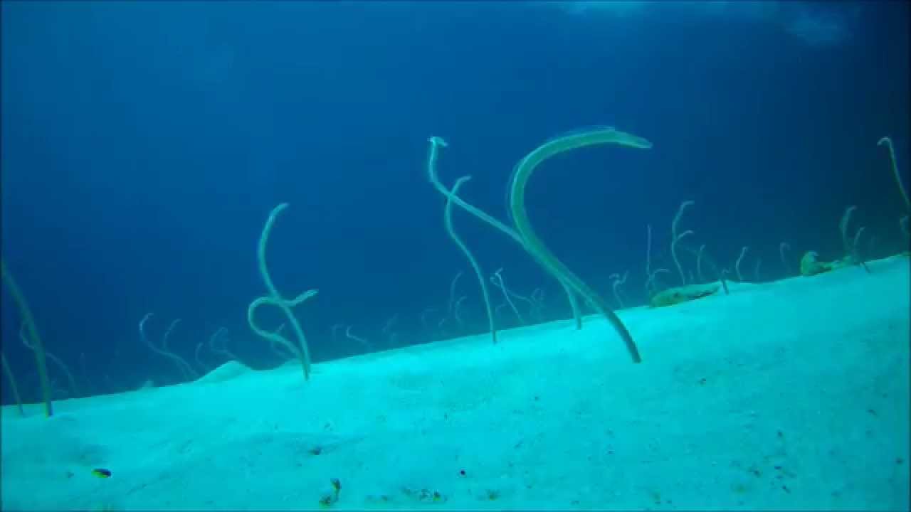 Eel Dance HD - YouTube